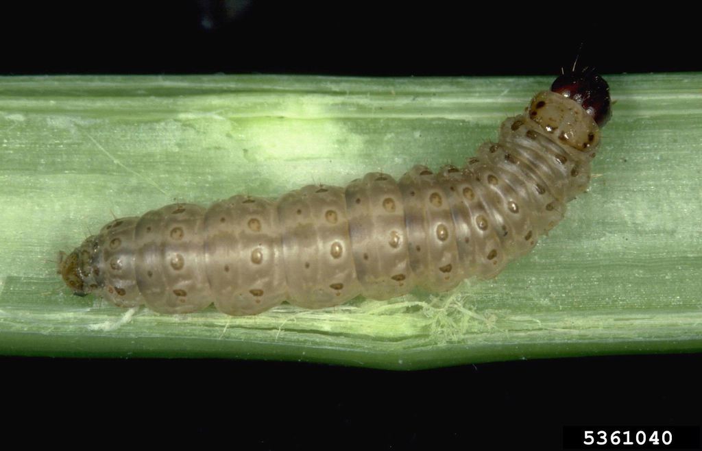 Corn Borer Control - Information On Corn Borer Treatment And Prevention ...