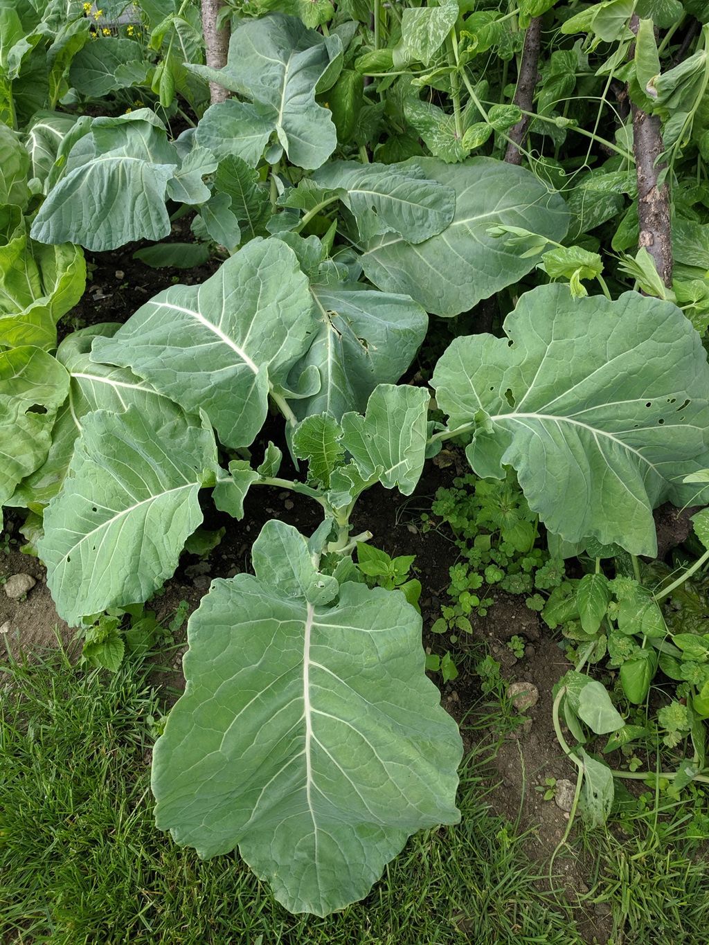 Tronchuda Cabbage Uses – Tips For Growing Portuguese Cabbage Plants ...