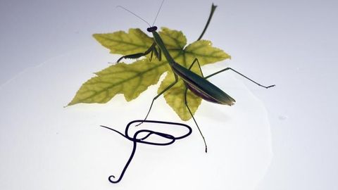 Horrifying parasitic worm snatches its host's genes to control its mind ...