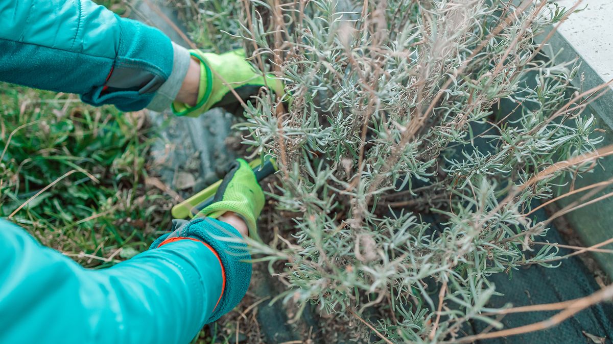 Can you save a woody lavender plant? Expert advice tips on how to make ...