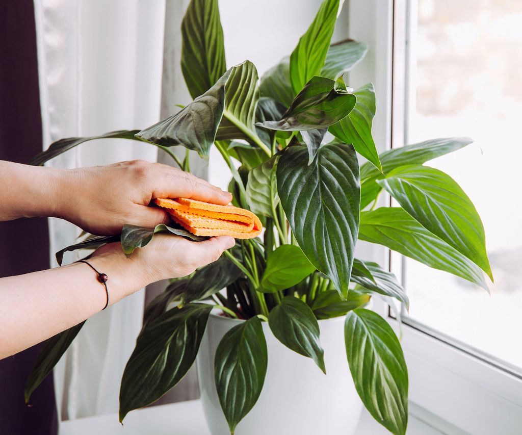 Pest Repellent Houseplant Leaf Shine Spray Recipe | Gardening Know How
