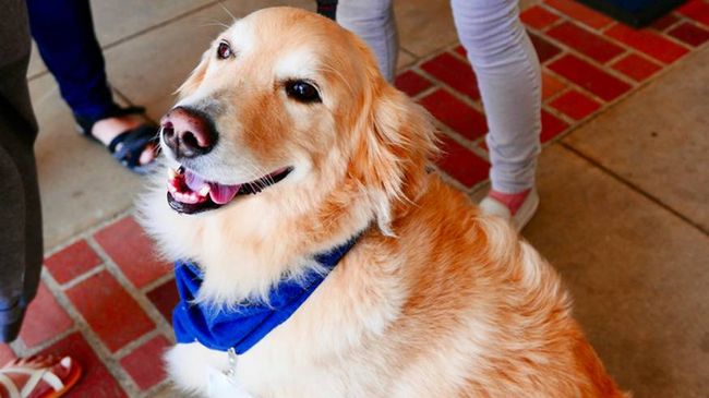 13 best therapy dog breeds | PetsRadar