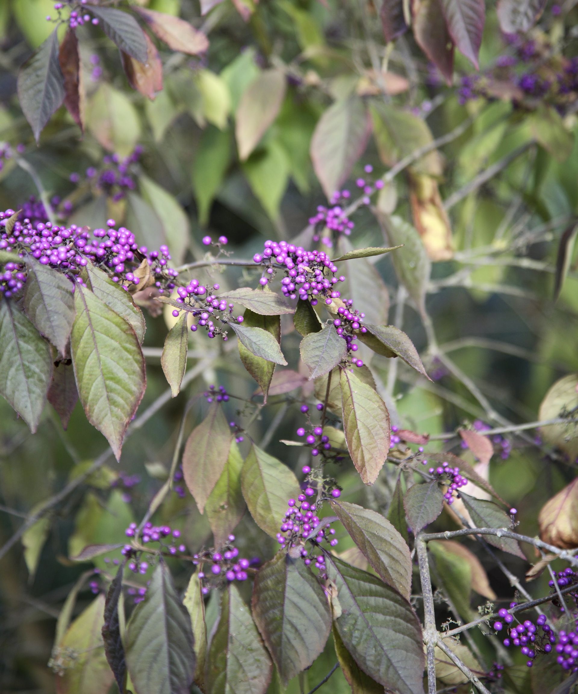 When and how to prune beautyberry shrubs - expert tips | Homes and Gardens