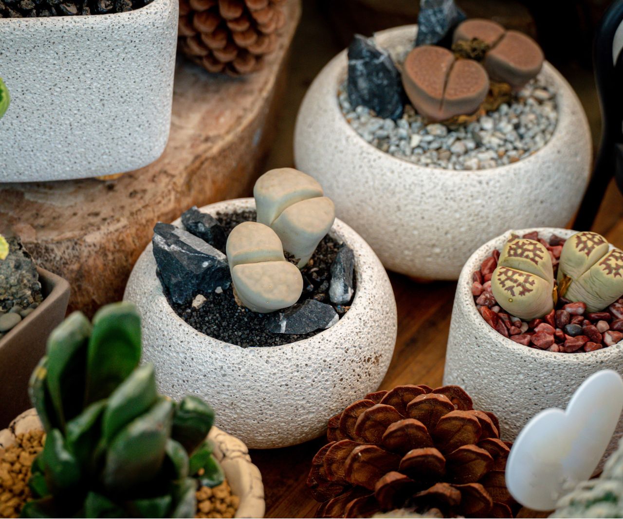 How to grow lithops: the living stone succulent | Homes and Gardens