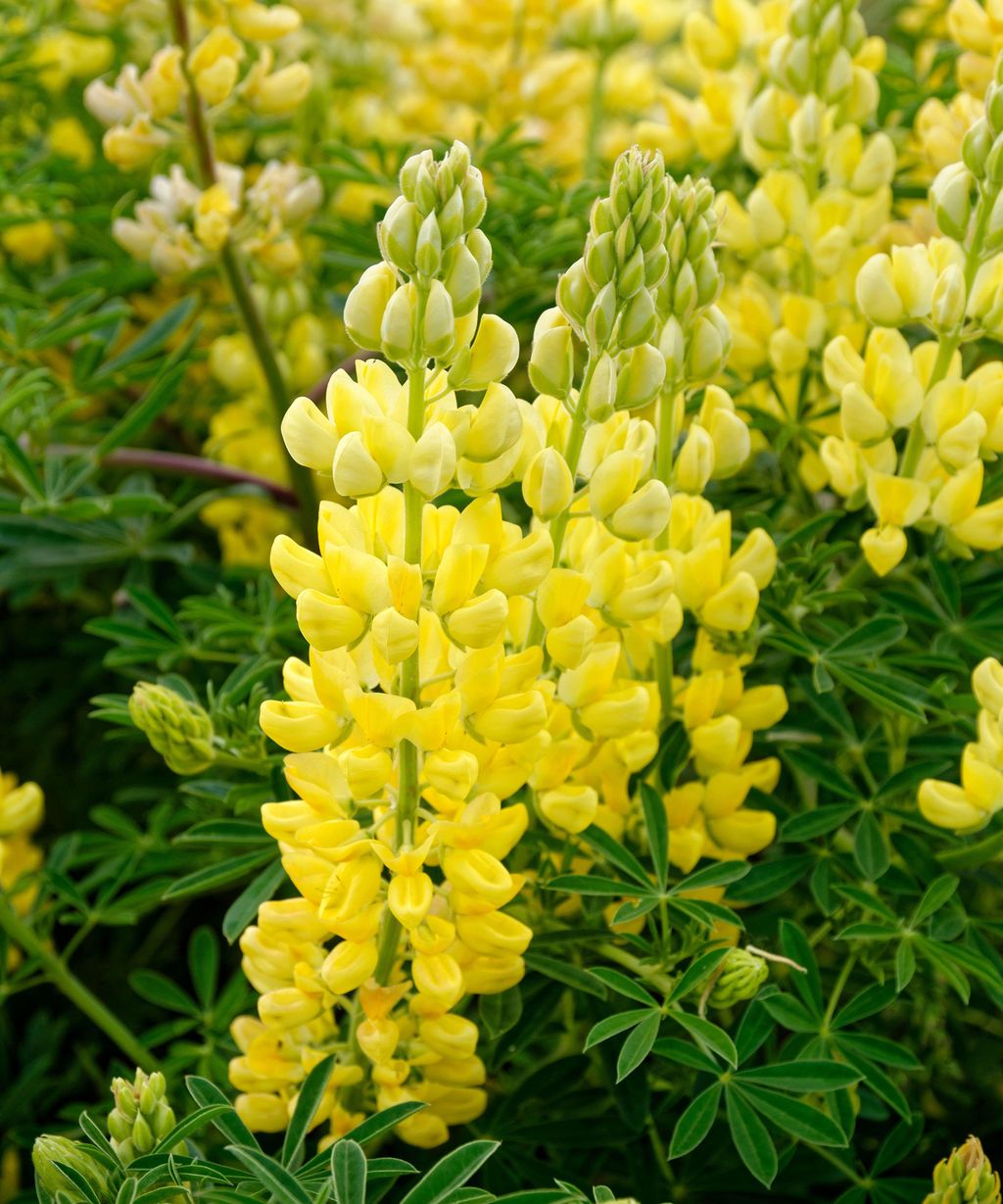 Best summer-flowering shrubs: 16 beautiful varieties to grow | Gardeningetc