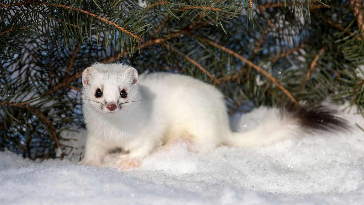 6 animals that change color in the winter | Live Science