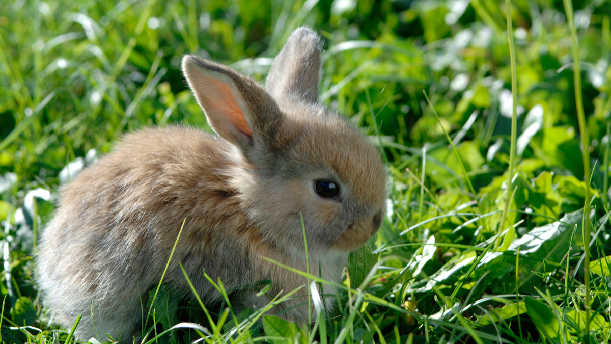 Vet explains what to feed a rabbit (plus 4 surprising things they ...