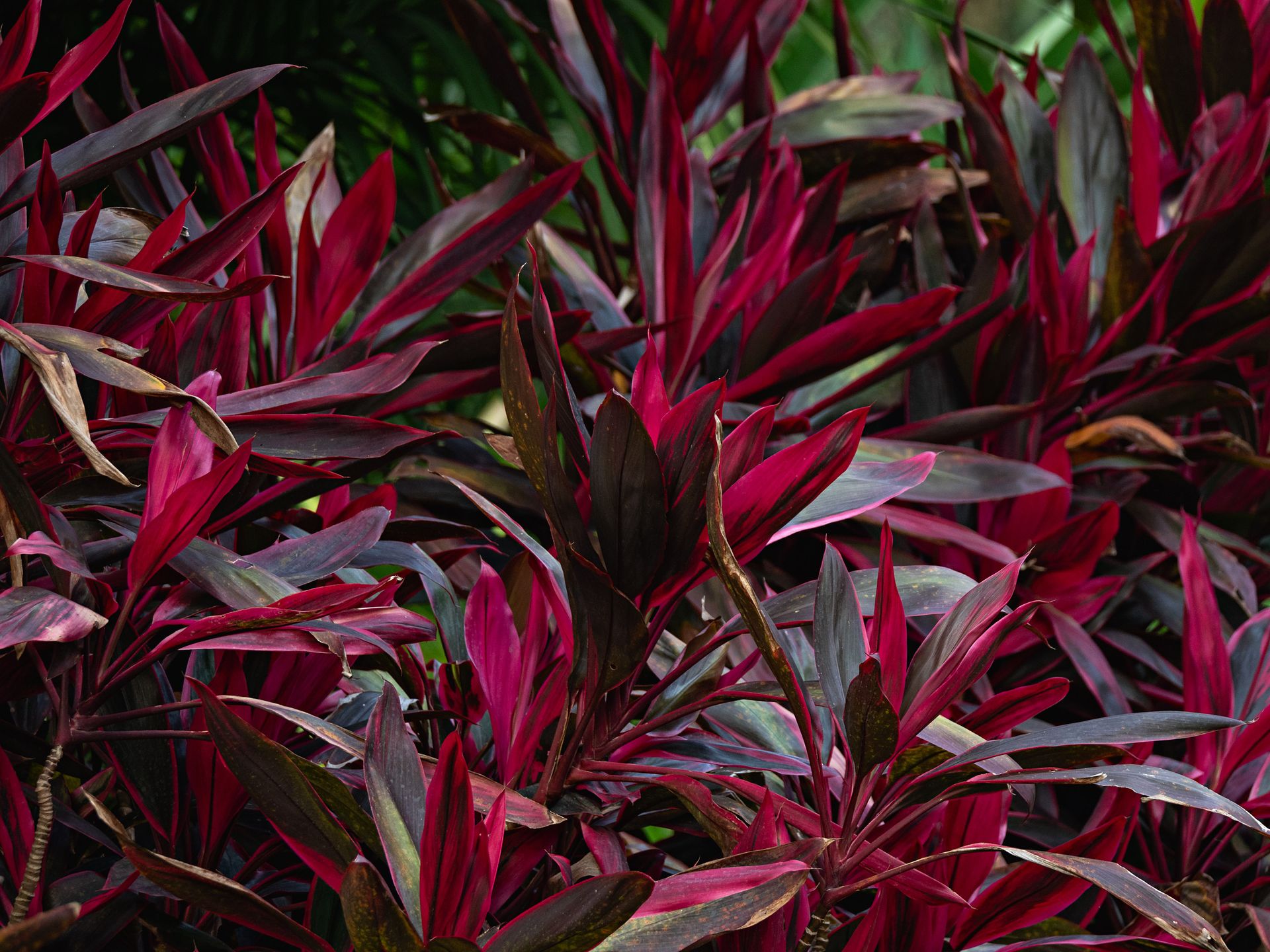 Best tropical plants: 24 top picks to give your plot an exotic look ...