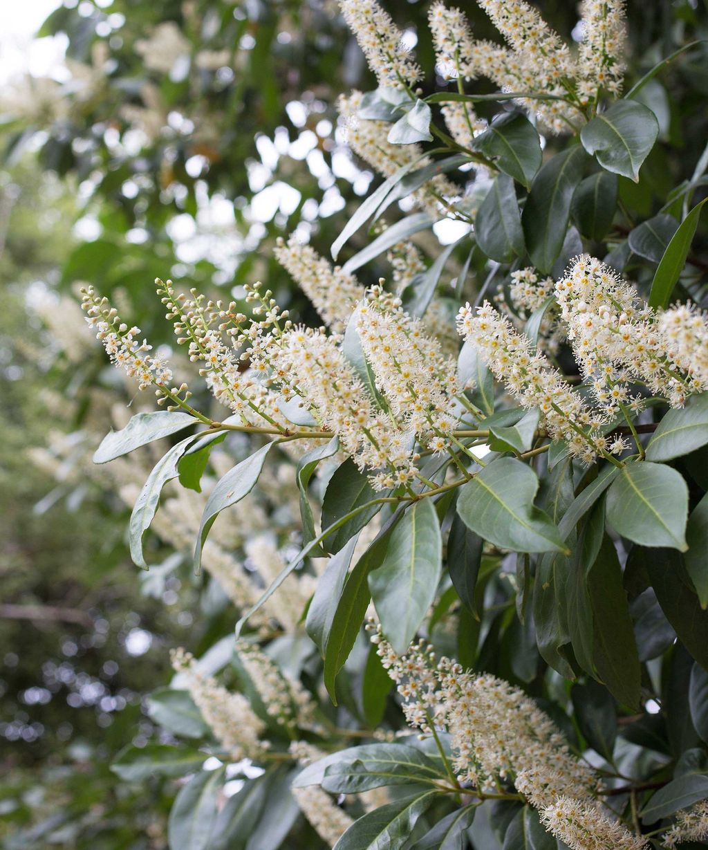 Best privacy trees for small backyards: 10 compact choices | Homes and Gardens