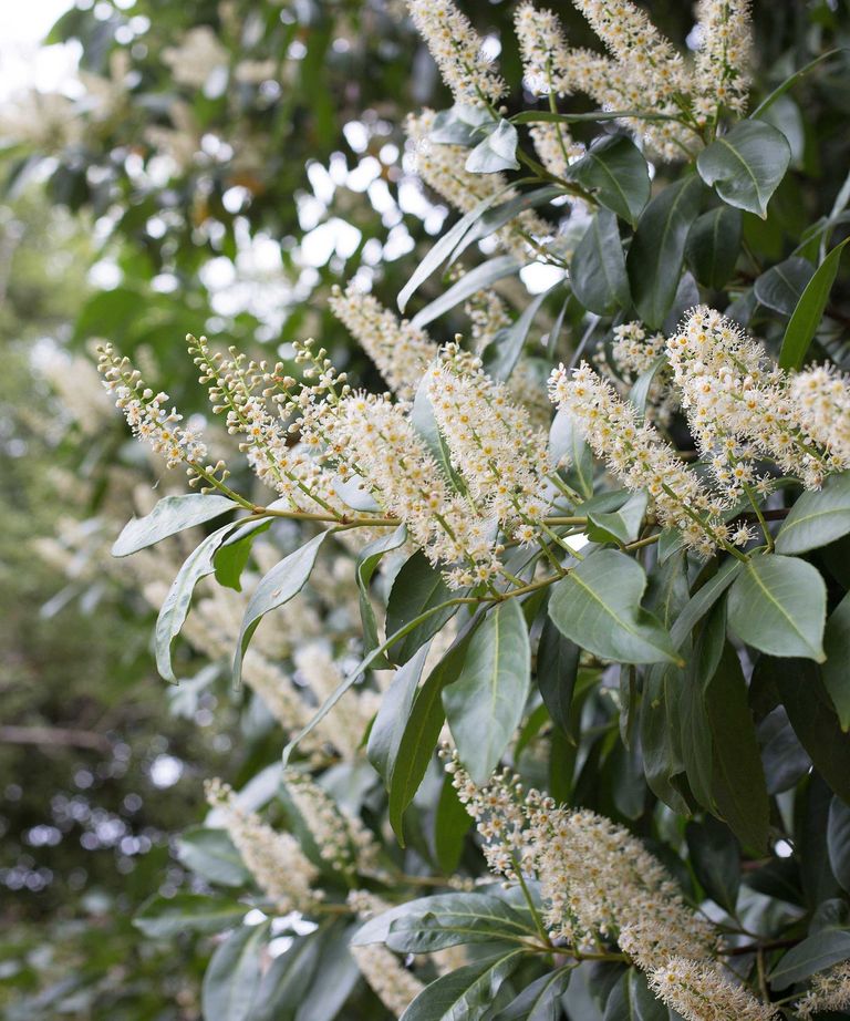 Best privacy trees for small backyards: 10 compact choices | Homes and ...