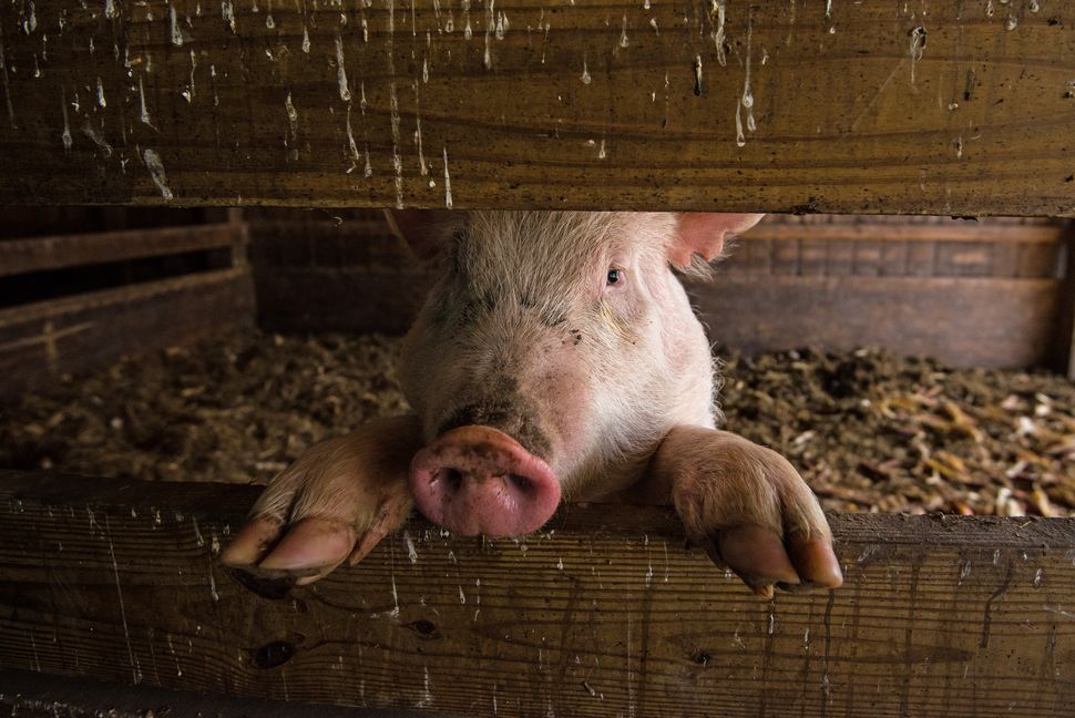 Hours After Pigs' Death, Scientists Restore Brain Cell Activity | Live ...