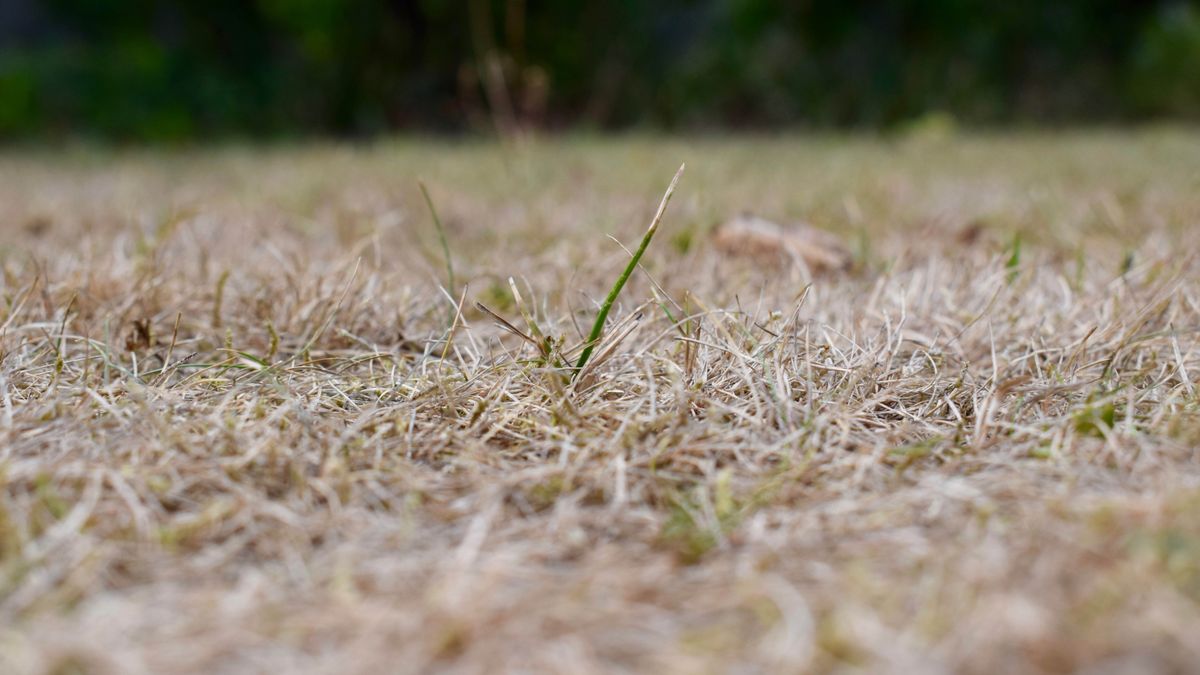 9 signs that you’re cutting your grass too short | Tom's Guide