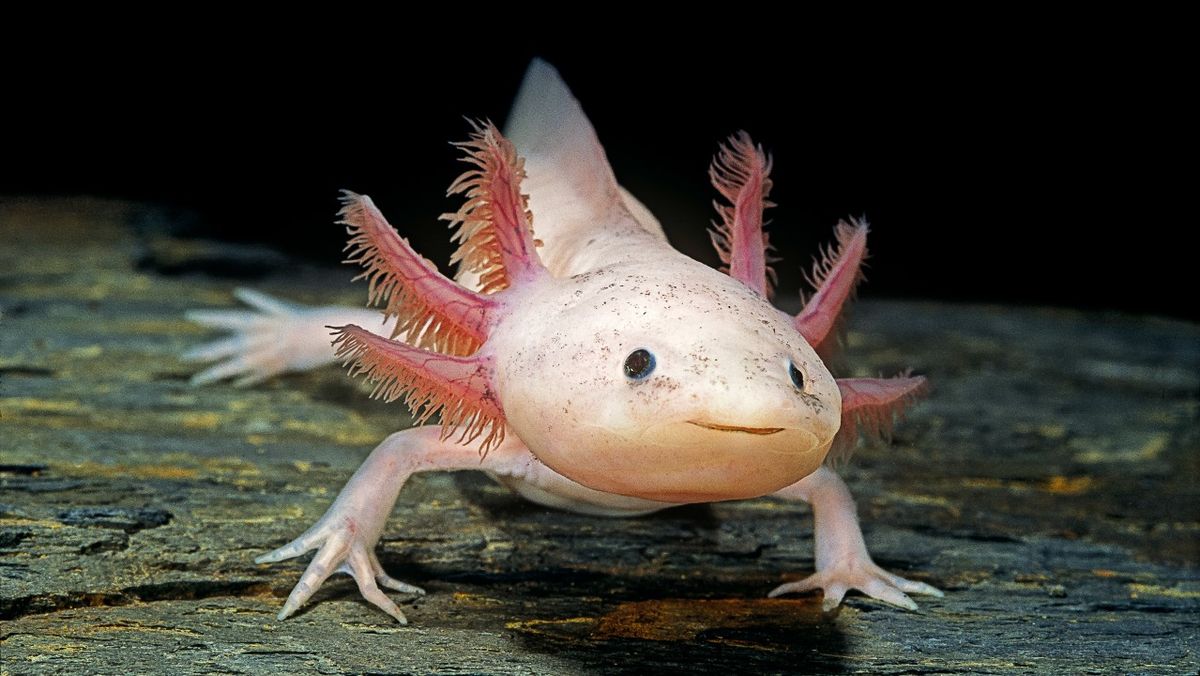 How do fish breathe underwater? | Live Science