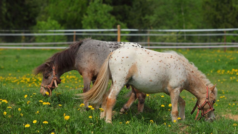 5 adorable miniature horse breeds you’ll love | PetsRadar
