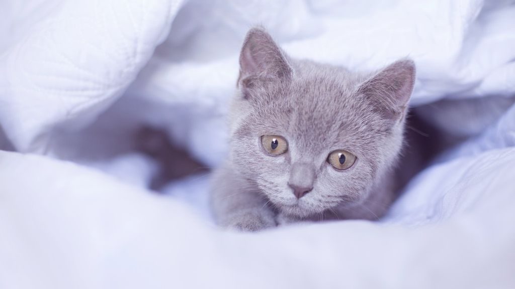 Kitten constipation: Vet reveals how to help your feline friend poop ...