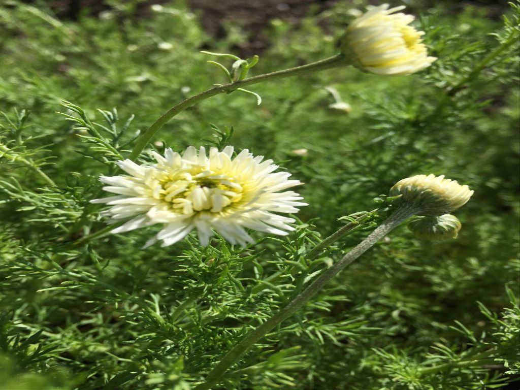 How to grow chamomile: for lawns, containers and borders | Homes and ...