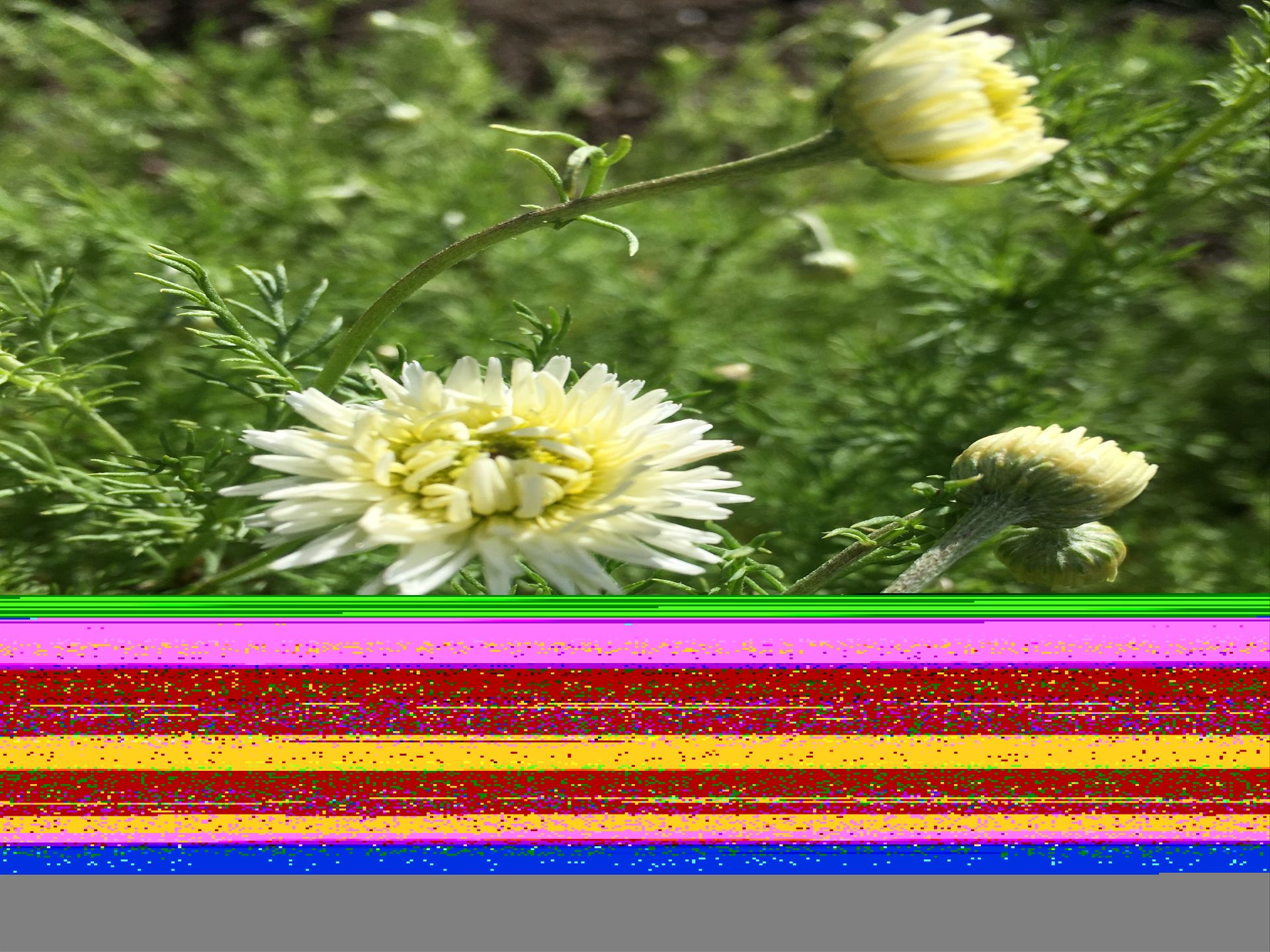 How to grow chamomile: for lawns, containers and borders | Homes and ...