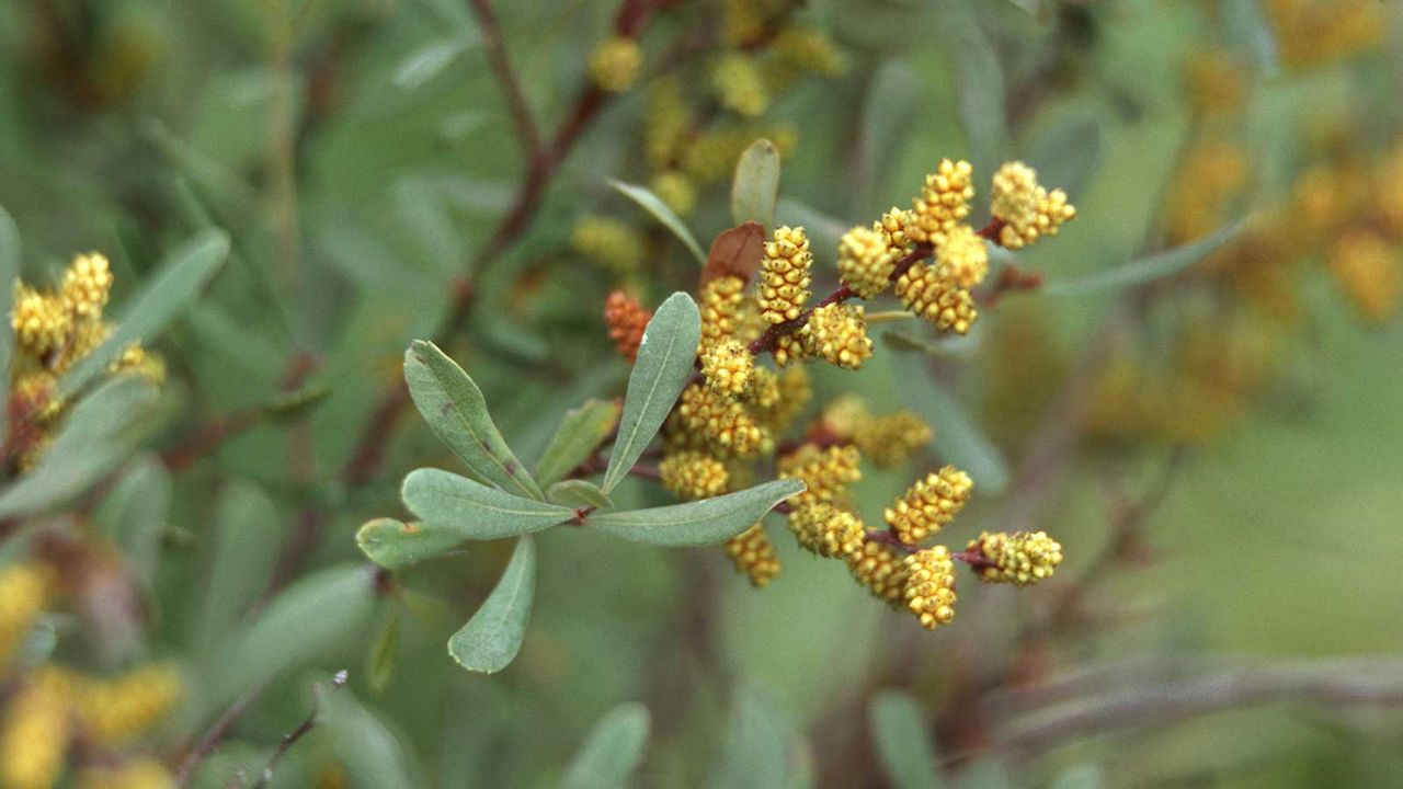 Pieris care and growing guide: expert tips on andromeda bush | Homes ...