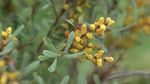 Best hedging plants: 10 choices for beautiful boundaries | Homes and ...