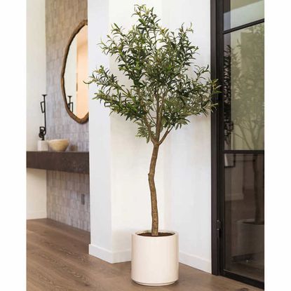 This Sell-Out Olive Tree From Costco has Gone Viral | Livingetc