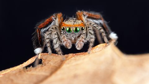 Jumping spiders: Facts about the cutest arachnids on the planet | Live ...