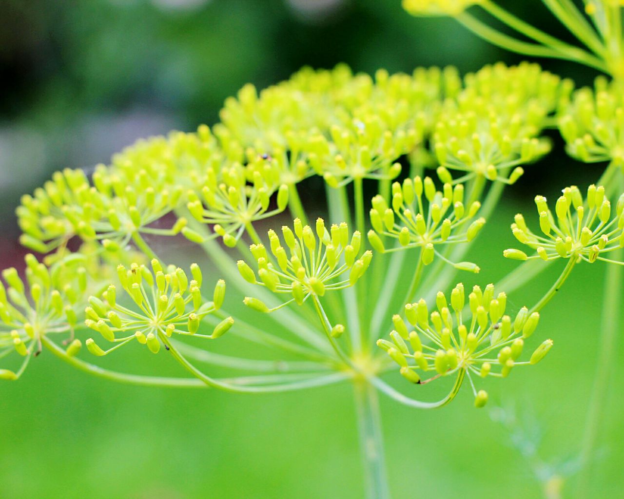 How to grow dill: expert tips for cultivating this tasty herb ...