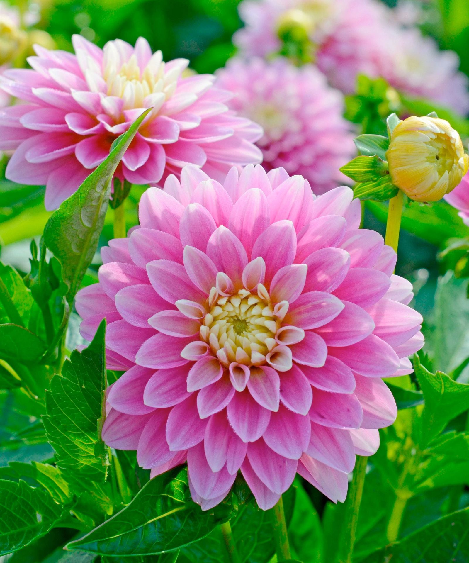 Best summer bulbs: 10 bulbs to grow and planting advice | Homes and Gardens