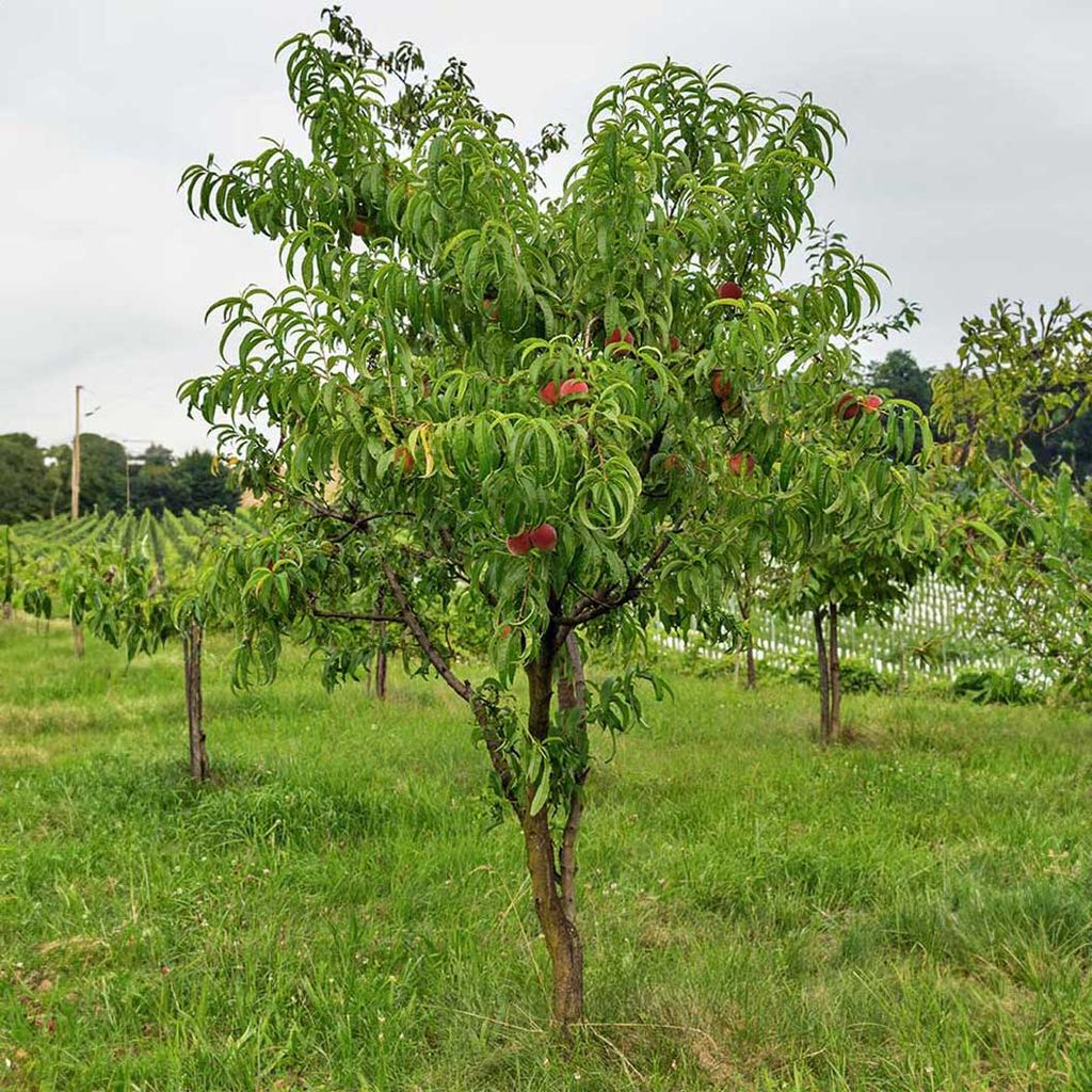 When to plant a peach tree - how to know the time is right | Homes and ...