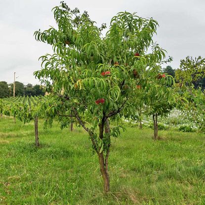 When to plant a peach tree - how to know the time is right | Homes and ...