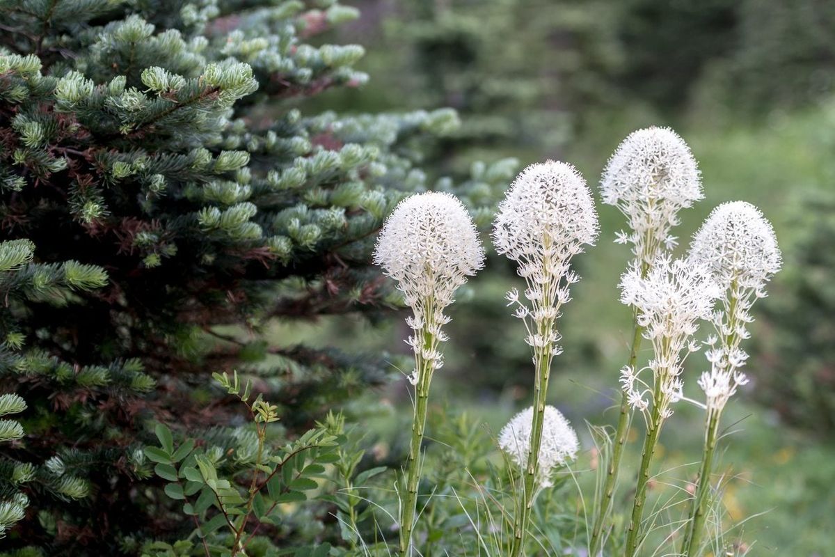 Common Beargrass Plant Info: Learn About Growing Common Beargrass In ...