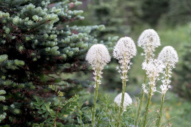 Common Beargrass Plant Info: Learn About Growing Common Beargrass In ...