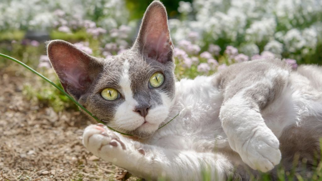 Types of small-breed cats that will always look like kittens | PetsRadar