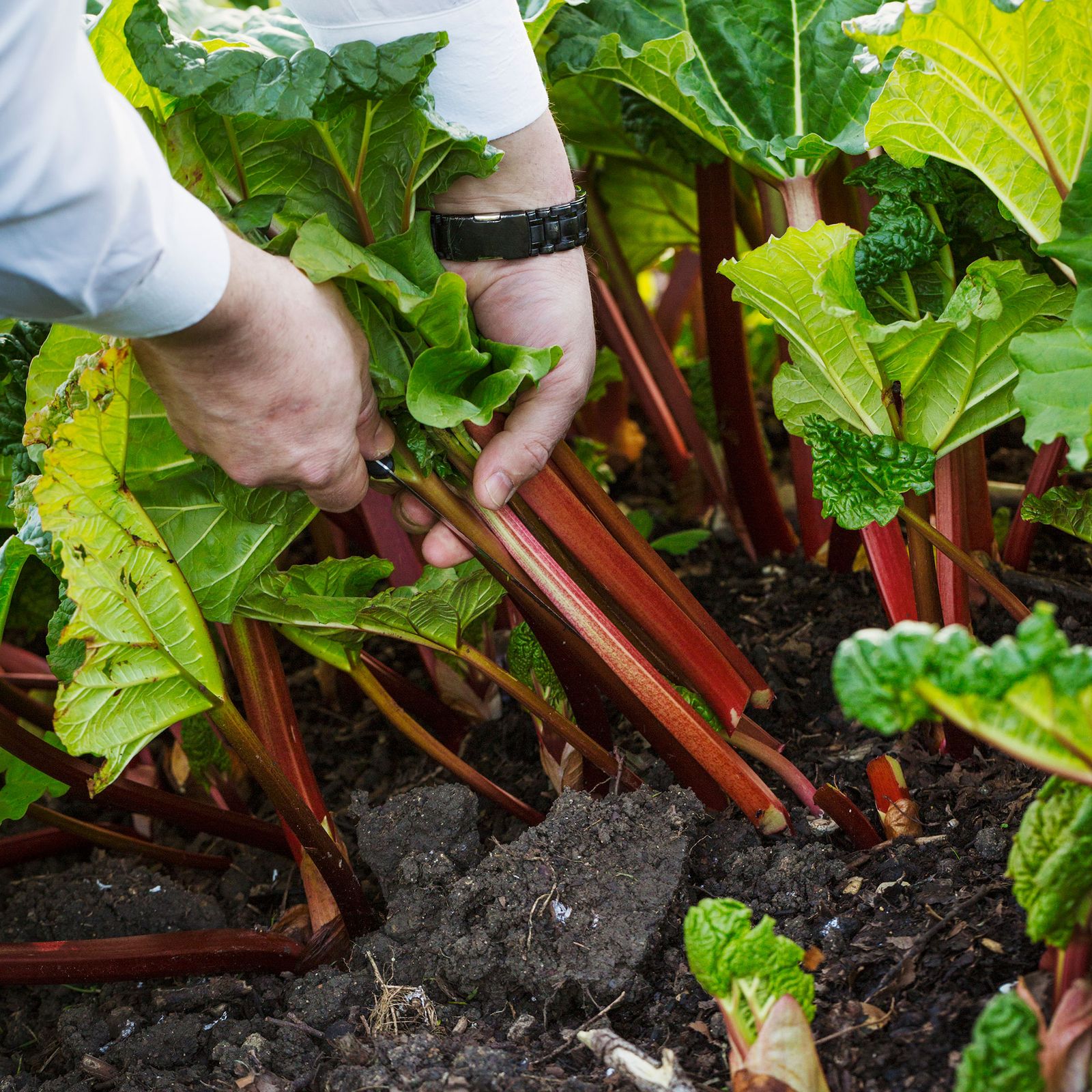 When to harvest rhubarb - how to know when it's ready | Ideal Home