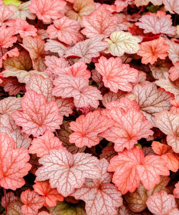 Best plants for small gardens: 22 stunning choices for compact plots ...