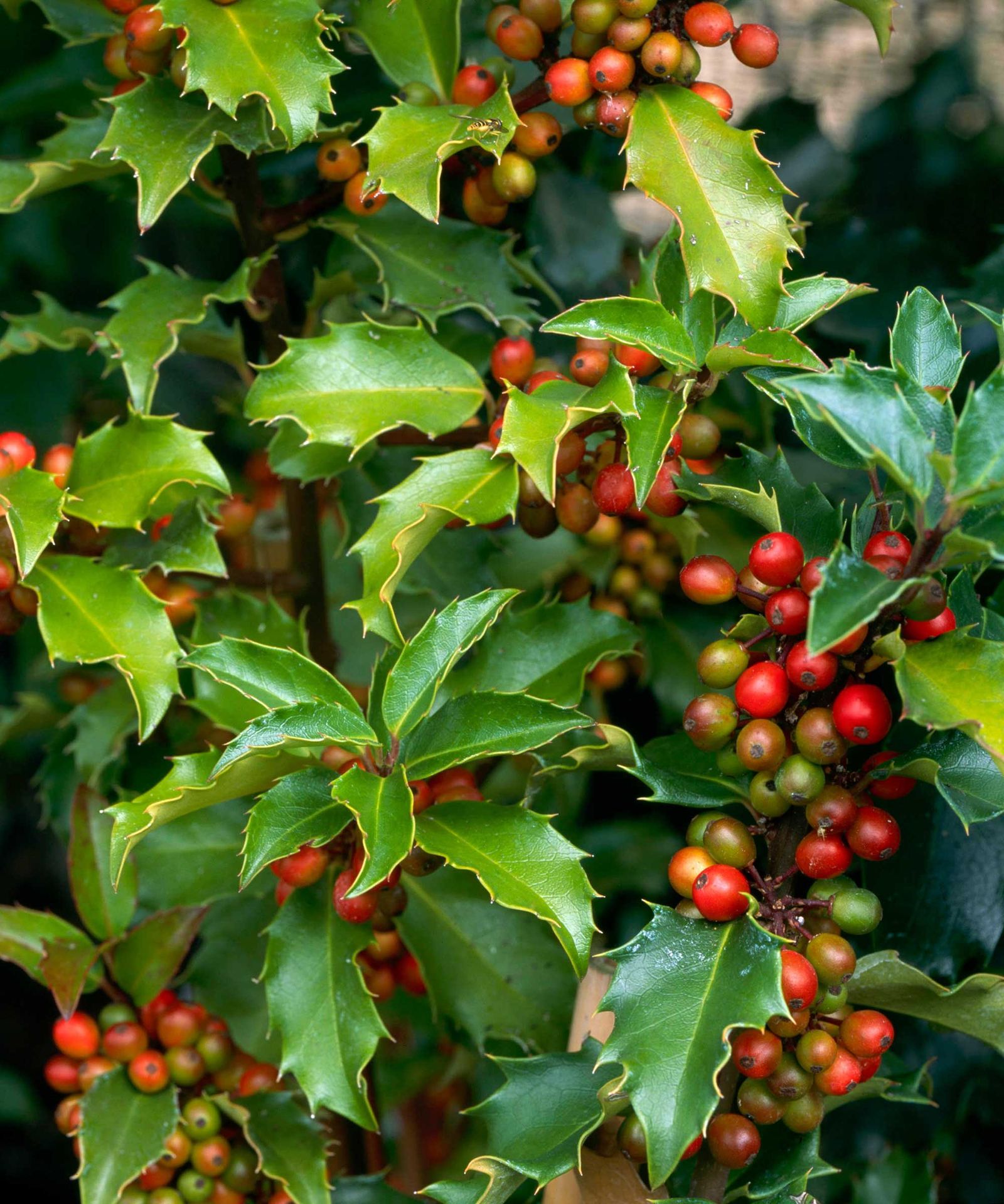 Shrubs with winter berries: 10 colorful choices | Homes and Gardens