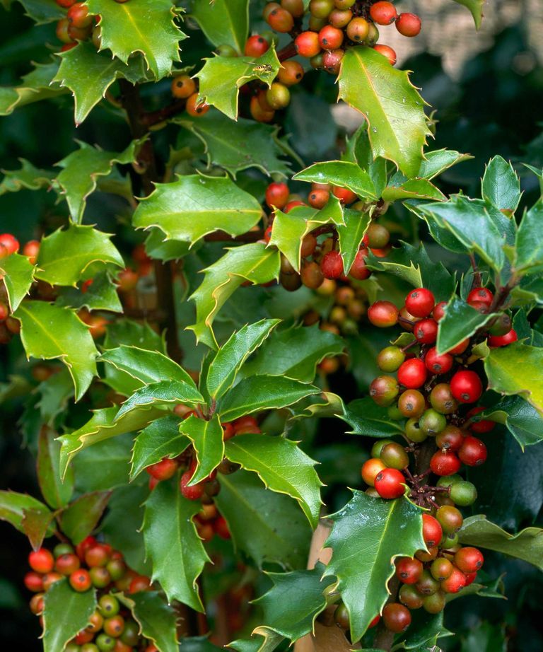 Shrubs with winter berries: 10 colorful choices | Homes and Gardens