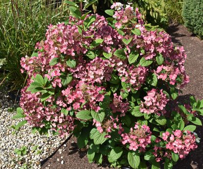 Best Panicle Hydrangea Varieties For Showy Bloom Perfection | Gardening ...