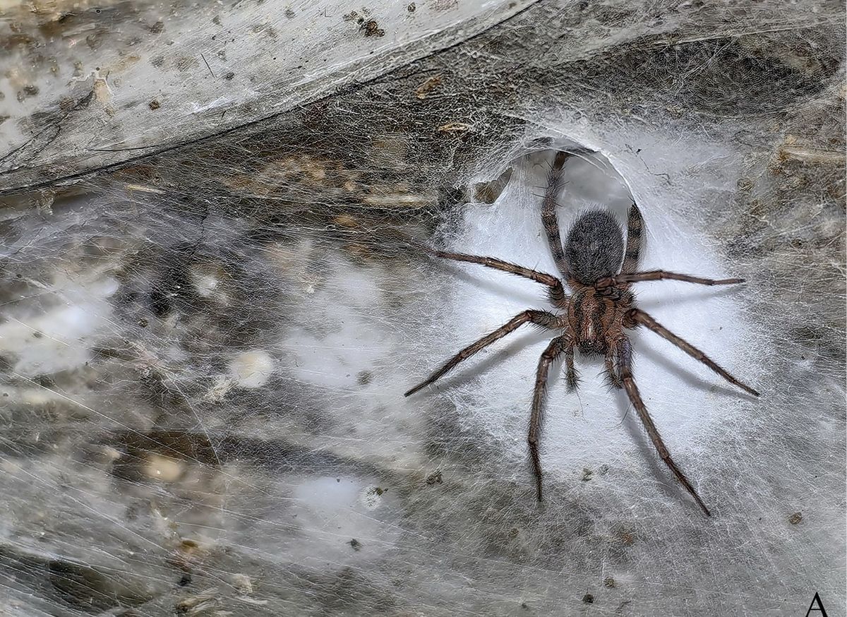 World's biggest spiderweb discovered inside 'Sulfur Cave' with 111,000 ...