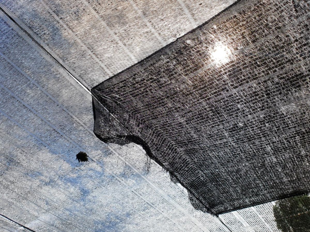 Shade Cover For Plants - How To Shade Plants In The Garden | Gardening ...