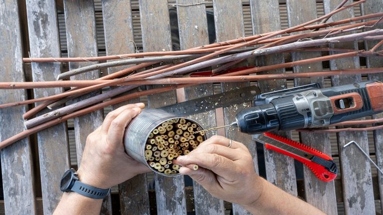 How to kill red ants: 12 methods for home and garden | Homes and Gardens