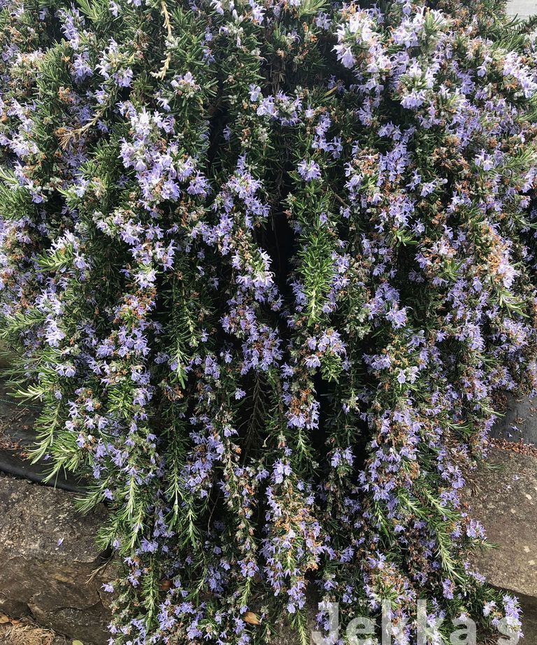 Best rabbit repellent plants: 10 plants to protect your yard | Homes ...