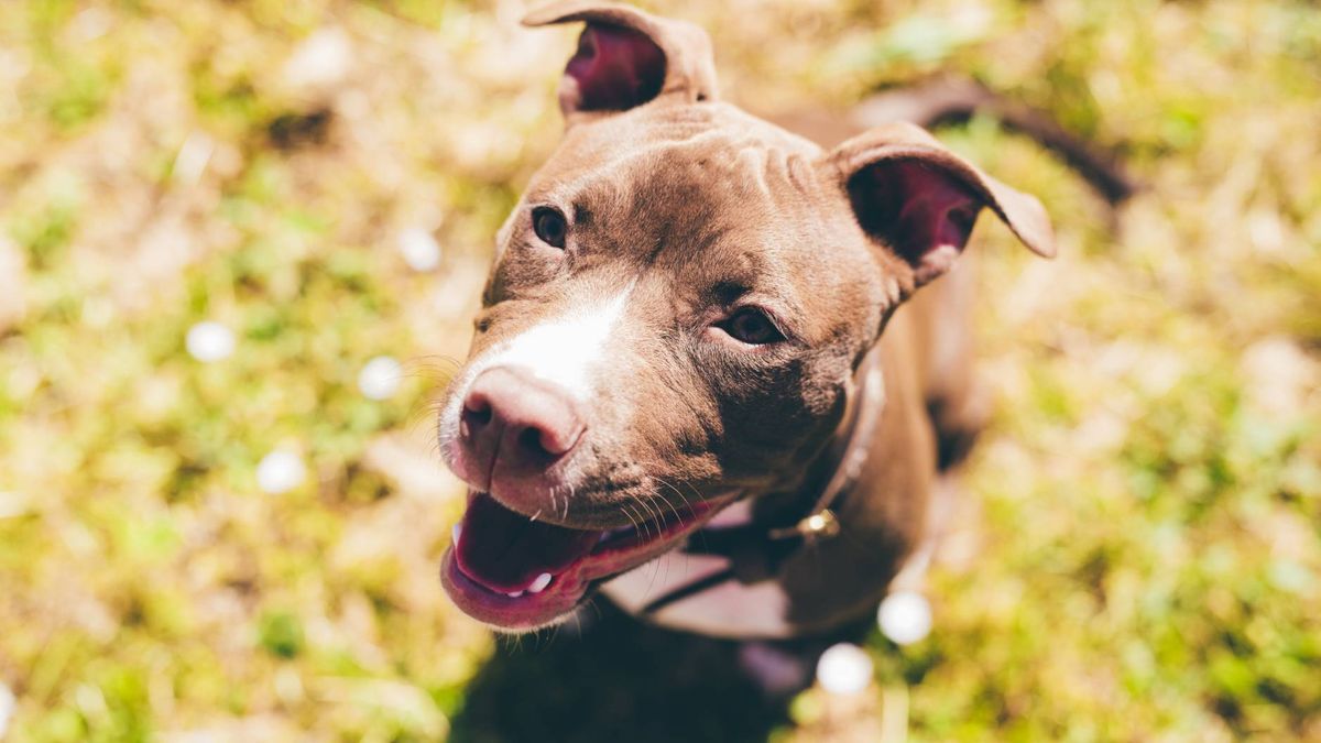 Pit Bull: Breed profile | PetsRadar