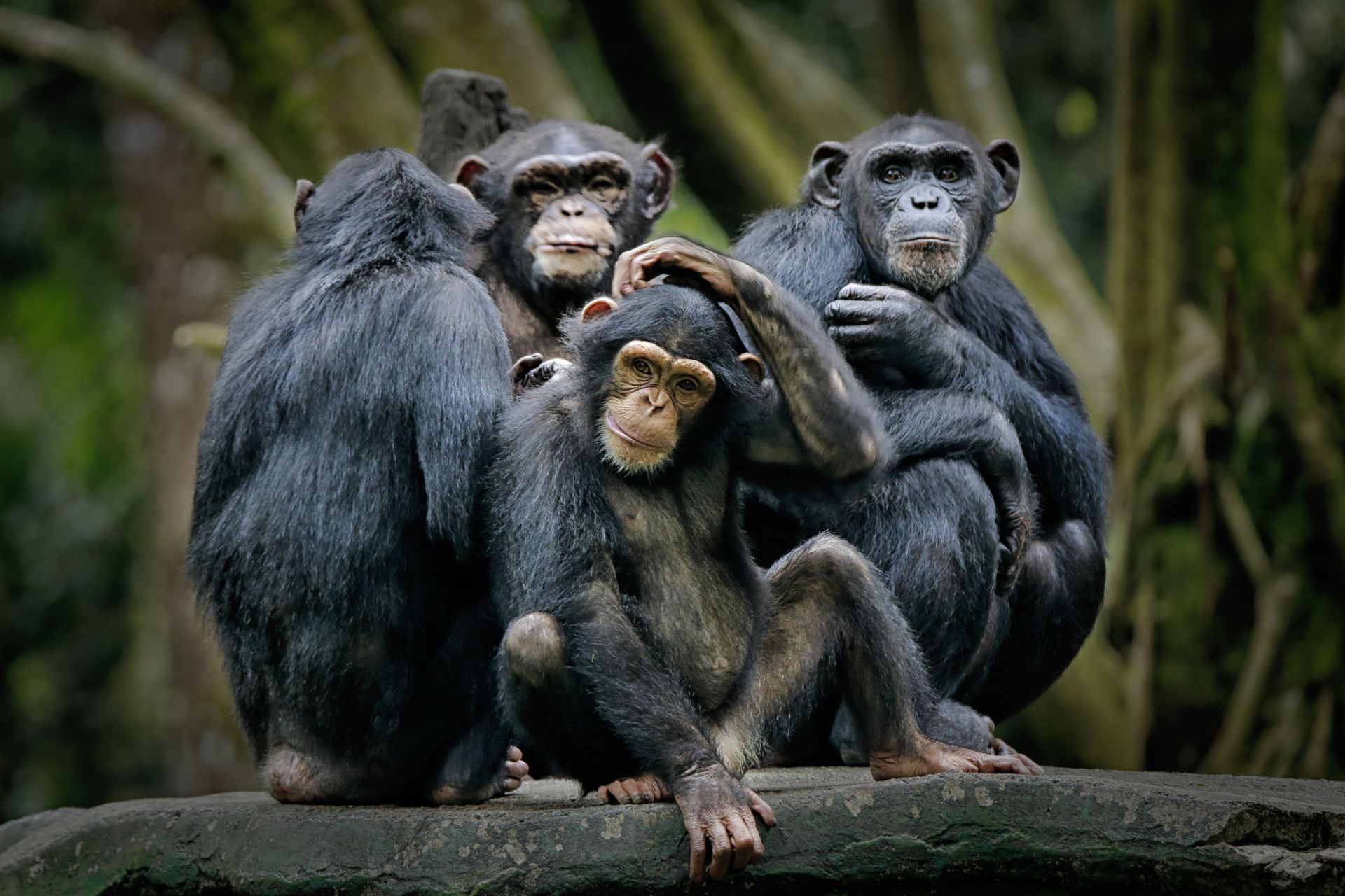 The coronavirus could be a major threat to great apes, experts warn ...