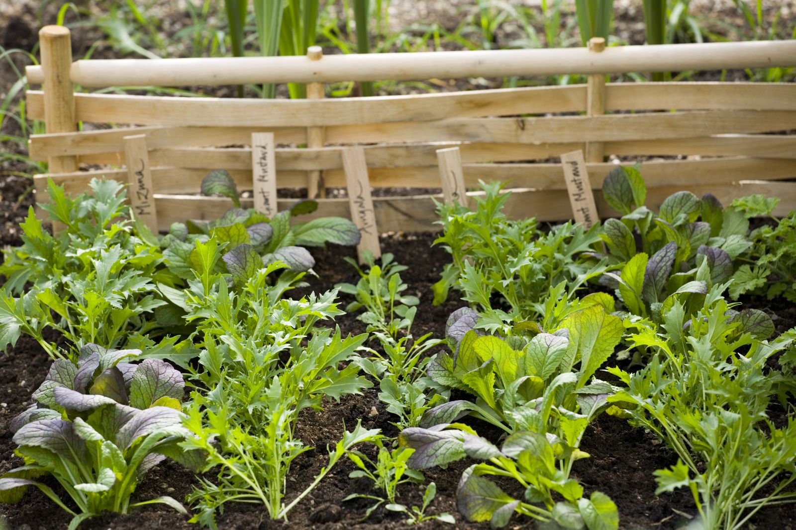 Kitchen garden ideas: easy ways to get started | Homes and Gardens