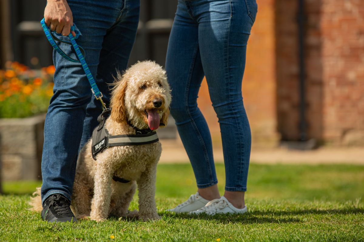 The Dog Academy: air date, what happens, episode guide, more | What to ...