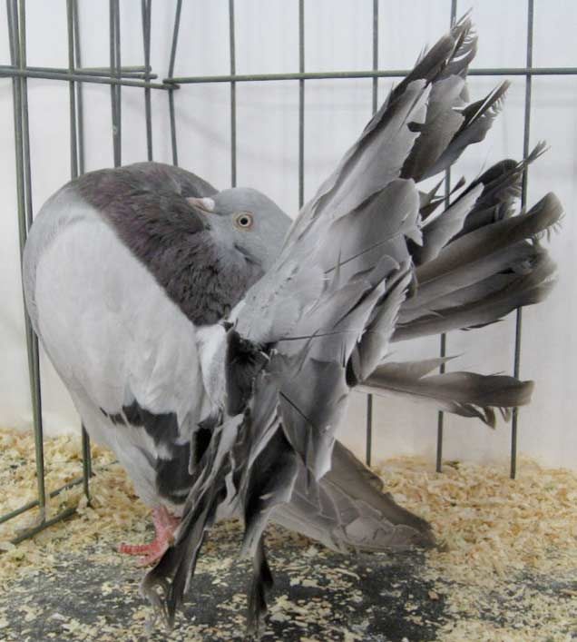 In Photos: Pigeons Show Off Their Fancy Hairdos | Live Science
