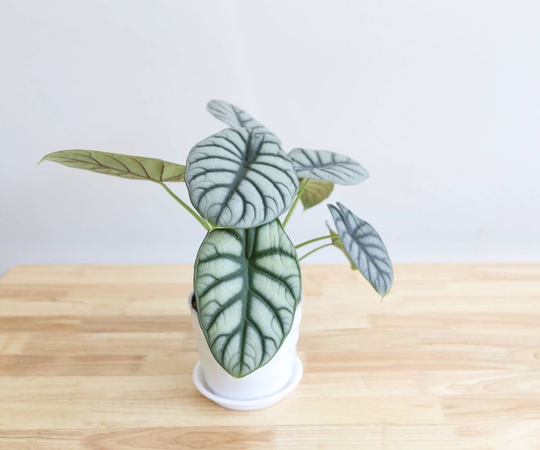 Grow 8 Unique And Fancy Alocasia Plant Varieties For Tropical Splendor ...