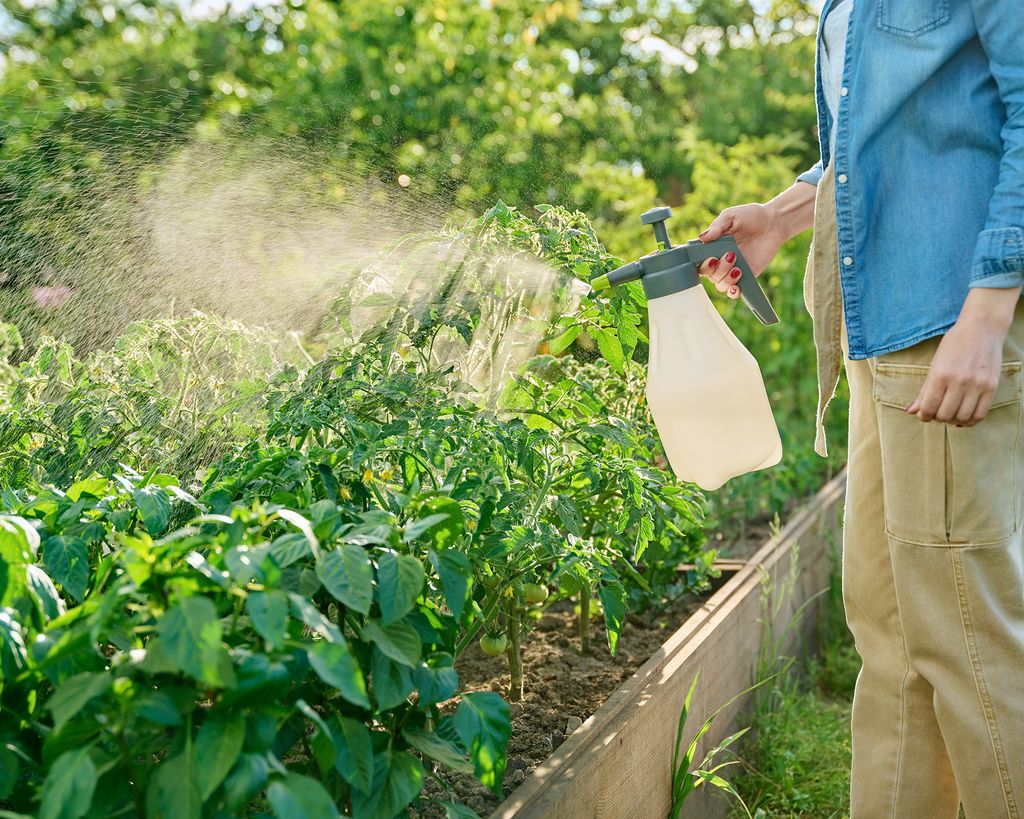 DIY Garlic Spray For Plants To Keep Your Garden Pest-Free | Gardening ...