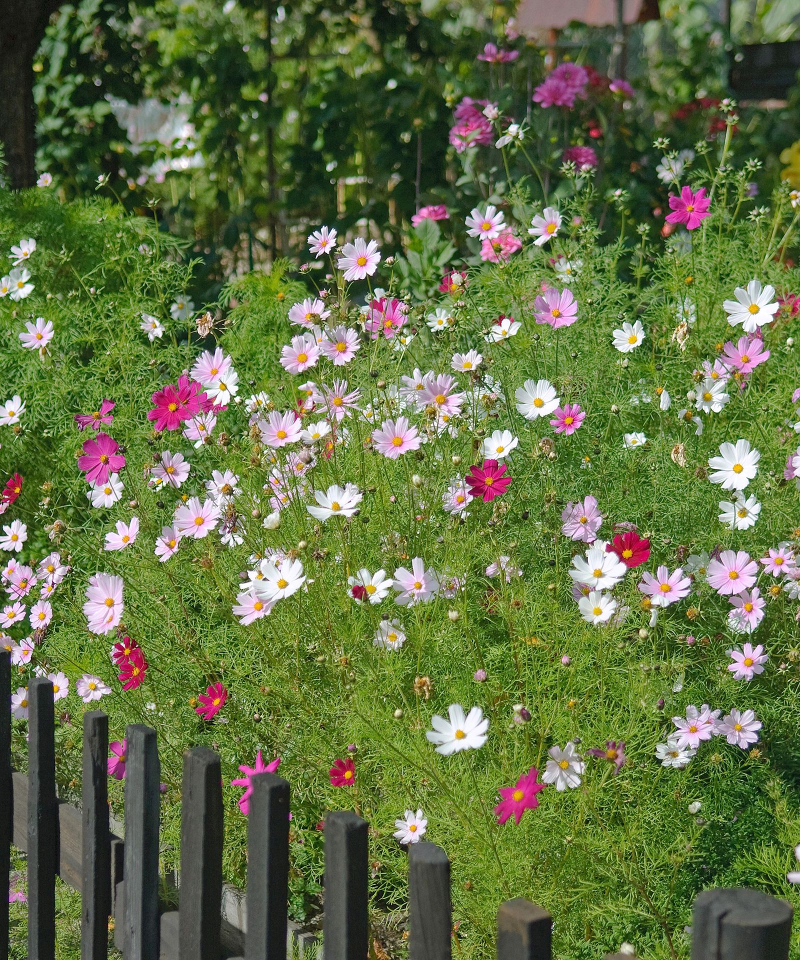 Types of cosmos: 15 beautiful varieties to grow | Homes and Gardens