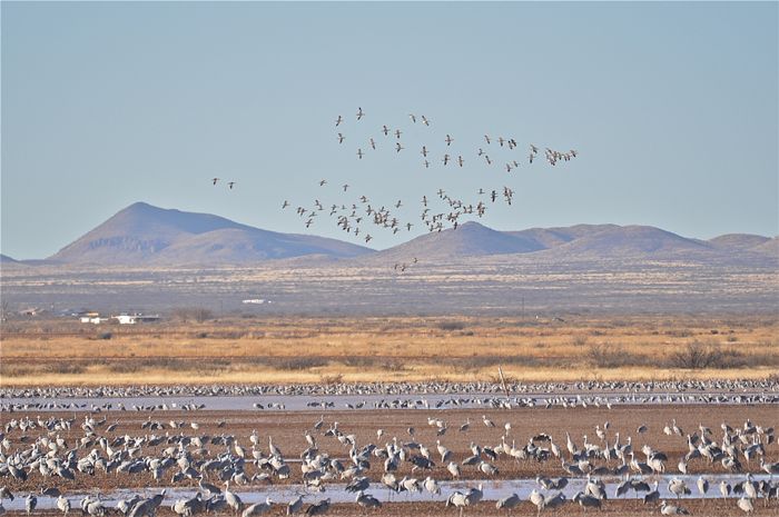 Amazing Migration: Photos of Sandhill Cranes | Live Science